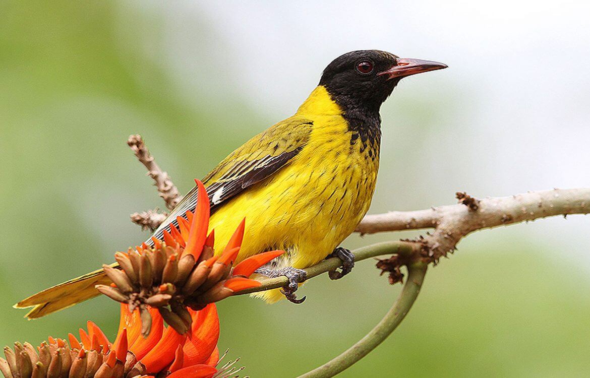 abyssinian-longclaw – Horizon Ethiopia Tours & Travel